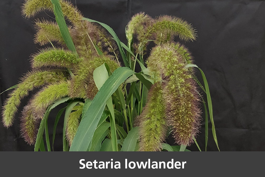 Gräser-Parade - Blumenbörse Mörschwil